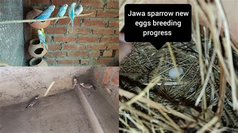 Jawa Sparrow Breeding Progress New Eggs Buggies Parrot Coloney YouTube
