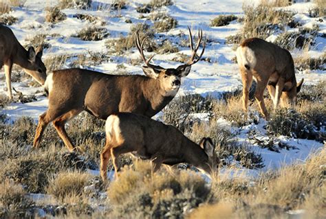 Muley Noted Outside Bozeman