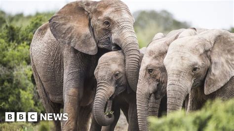 Elephant Evolution Chart