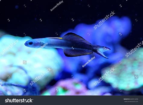 Black Sailfin Goby