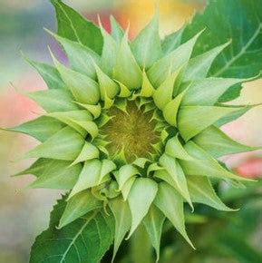 Sunflower Sunfill Green Seeds Justseed