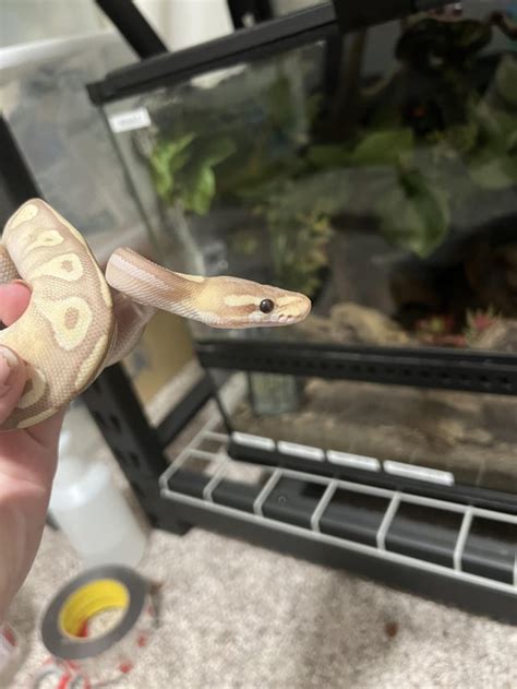 Bioactive Setup Rballpython