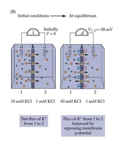 Cell Molec Lecture 2 Flashcards Quizlet