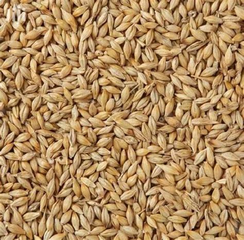 Natural Organic Fodder Seeds Packaging Type Loose At Rs 200kg In