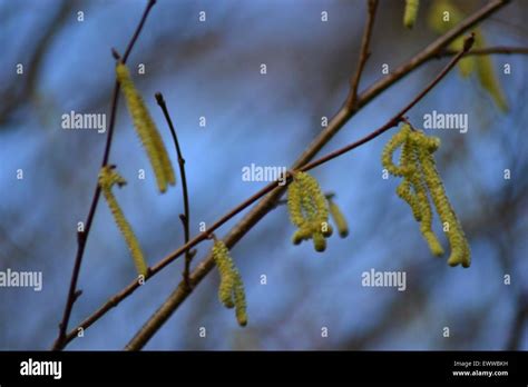 Catkins From A Pussy Willow Tree England Stock Photo Alamy