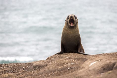 Seal Bites Woman Wairarapa Times Age