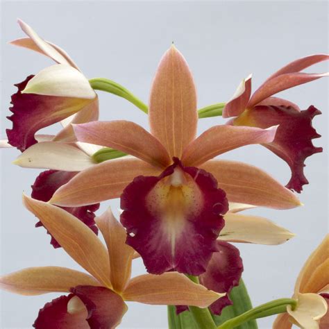 Phaius Lady Ramona Harris Heres Looking At You Kalapana Orchid Farm