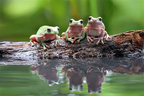 Beautiful Dumpy Frog In Reflection Stock Image Image Of Beautiful Jungle 103730797
