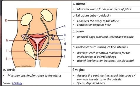 Reproductive System Science Is Life