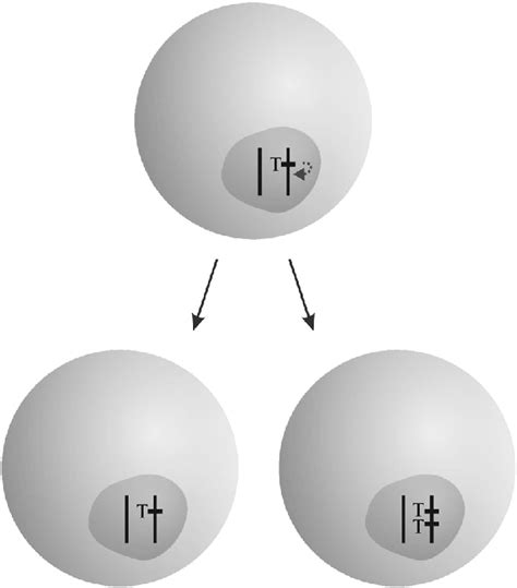 Example For The Overreplication Strategy A Transposable Element T