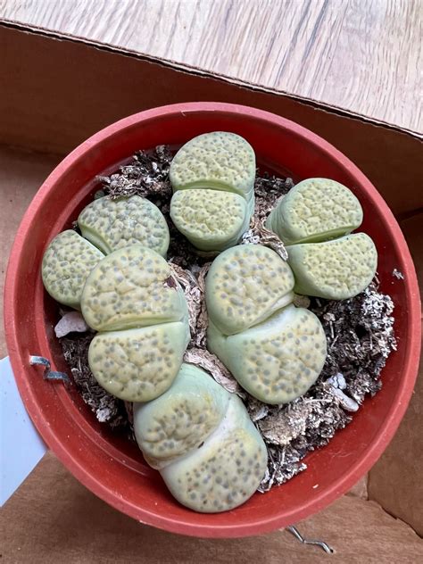 Lithops Need Watering Rsucculents