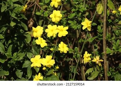 Closeup Winter Jasmine Flowers Stock Photo Shutterstock