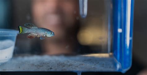 Germline Regulation And Sex Differences How They Impact Lifespan In Vertebrates Insights From