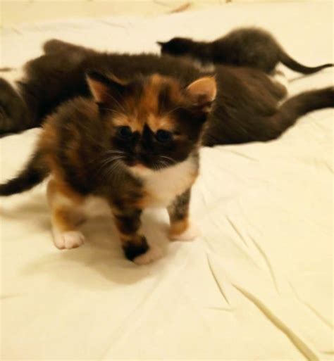 Котята родились 30 09 2024 г купить в Москве бесплатно дата размещения 28 11 2024 Кошки