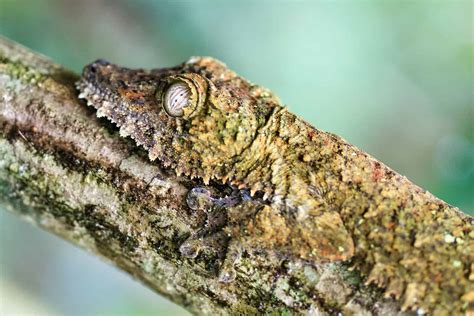 These Animals Camouflage Capabilities Are Mindblowing A Z Animals