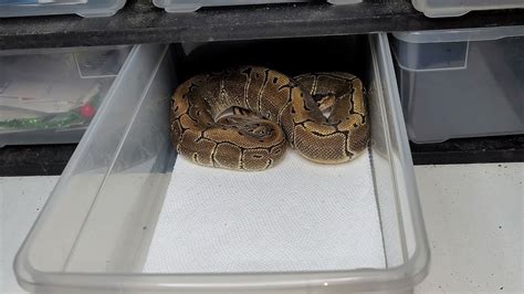 Warning Live Feeding Python Vs Rat YouTube