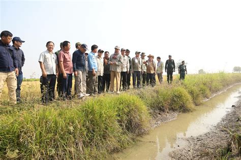 កសិករខេត្តបន្ទាយមានជ័យបង្កបង្កើនផលស្រូវស្តារឡើងវិញទទួលបានទិន្ឋផលខ្ពស់ និងលក់បានតម្លៃថ្លៃ