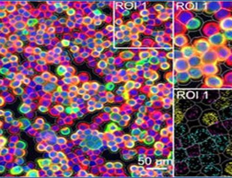Idep An Integrated Web Application For Differential Expression And Pathway Analysis Of Rna Seq