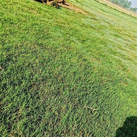 Green Natural Selection Number One Grass For Garden At ₹ 8sq Ft In