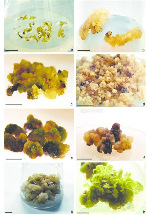 Callus Induction Proliferation And Shoot Regeneration In Primula Download Scientific Diagram