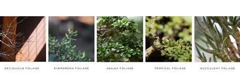 Broadleaf Identification Bonsai Mirai