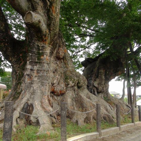 Japanese Zelkova Zelkova Serrata Plant Care And How To Grow Water