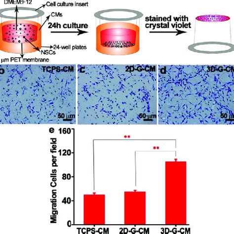 Assessment Of Cells Migration By Transwell Assay A Schematic Diagram