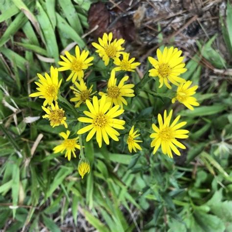 Golden Aster