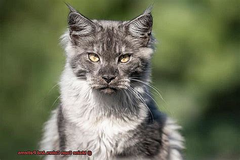 Maine Coon Colors And Patterns