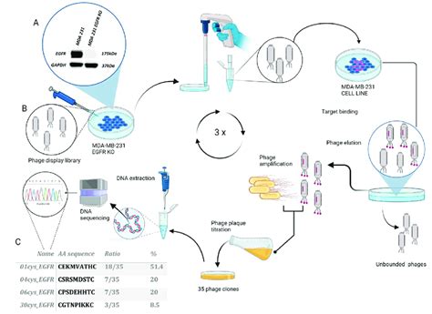 selection and identification of peptide ligands for egfr in the tnbc