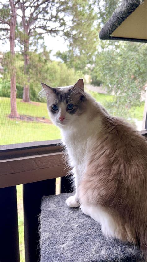 Cat Peeing All Over My House R Cathelp