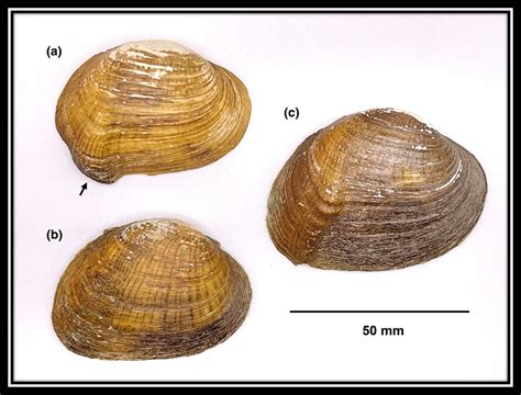 Right Valves Of Cumberlandian Combshell Epioblasma Brevidens Showing Download Scientific