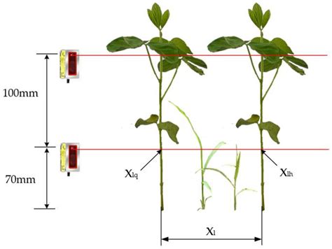 Agronomy Free Full Text Research And Experiment On Soybean Plant Identification Based On