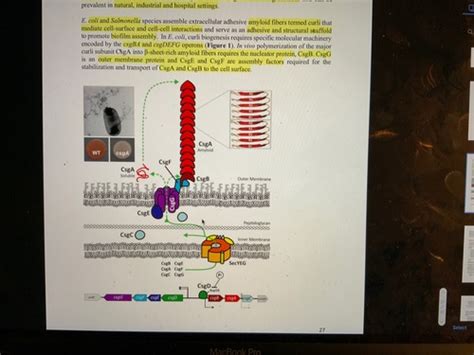 Practical 6 Lambda Red Day 4 And Biofilm Assays Flashcards Quizlet
