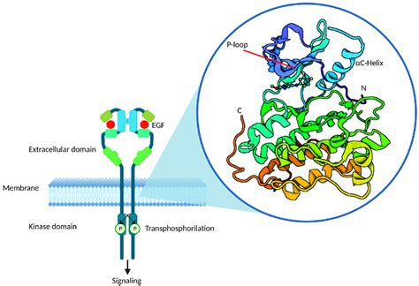 Simplification Of The Tertiary Structure Of Egfr C Terminal And Download Scientific Diagram