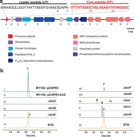 Identification Of The Minimal Bgc Of 7 Through Bioinformatics Analysis Download Scientific
