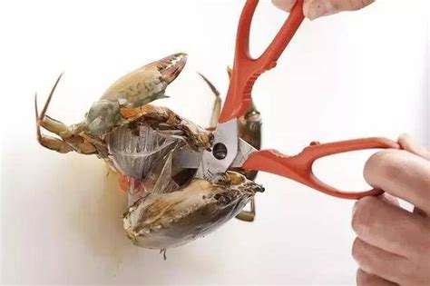 螃蟹壳有用吗螃蟹壳能用来做什么螃蟹壳有什么作用第2页大山谷图库