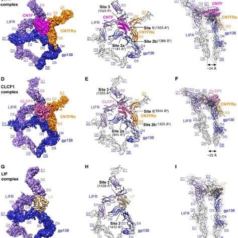 Cryo Em Structure Of The Crlf1 Clcf1 Cntfrα Complex A Cryo Em Download Scientific Diagram