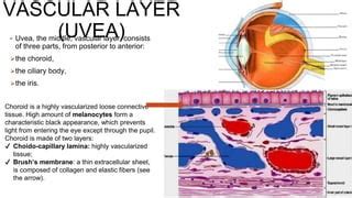 5 Eye Histology Pptx