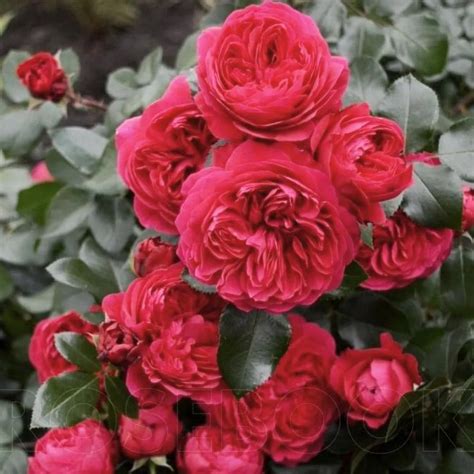 Роза флорибунда Ред Леонардо да Винчи (Red Leonardo da Vinci) саженцы ...
