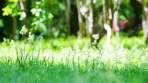 Green Grass Sunshine Forest Woods Powerpoint Background For Free Download Slidesdocs