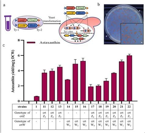 In Vivo Recombination Of Heterologous Modular A Each Fragments Download Scientific Diagram