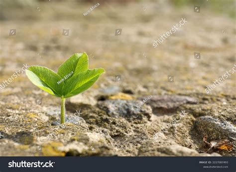 Green Seedling Growing Dry Soil Space Stock Photo Shutterstock