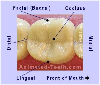 Dental Bonding Costs White Fillings Composite Resin Veneers