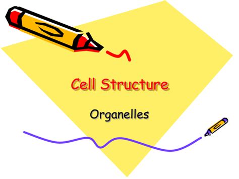 Cell Structure Notes
