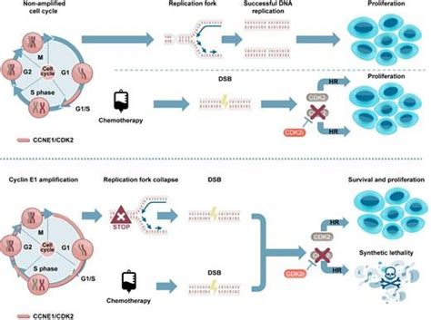 Cdk2 Regulates Collapsed Replication Fork Repair In Ccne1 Amplified Ovarian Cancer Cells Via