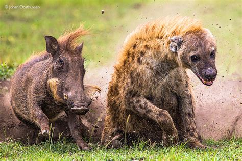 Warthog Africa Geographic