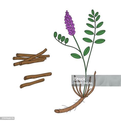 벡터 채색 그림 의 감초 초본 식물 와 건조한 뿌리 의료 향기로운 스틱과 가지 Glycyrrhiza Echinata의 손으로 그린 식물 그림 로고 간판을 위한 디자인 요소