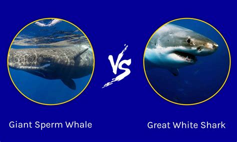 Sperm Whale Vs Great White Shark Which Ocean Mammoth Is More Powerful