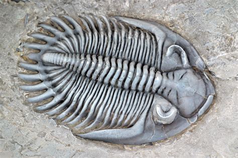 Trilobite Trilobite Of The Month Sam Was In Europe On Vacation June
